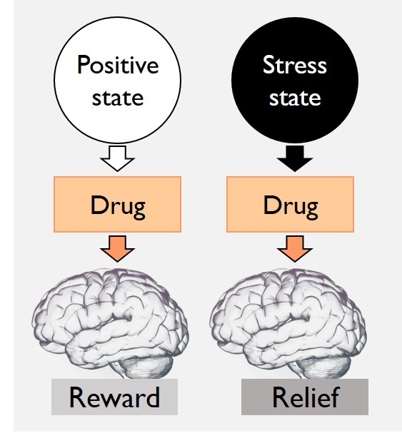 Stress and drug effects | Affective Brain lab